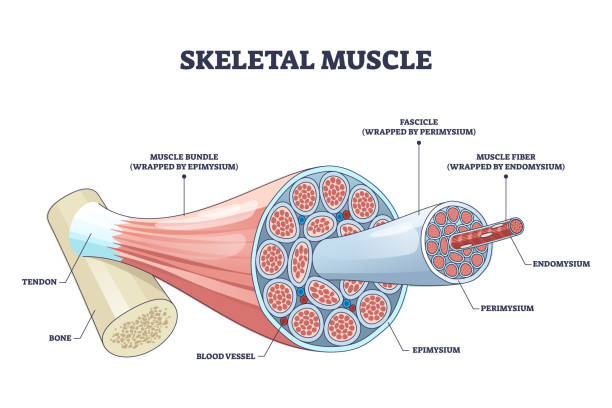 Skeletal Muscle Cells Adaptations